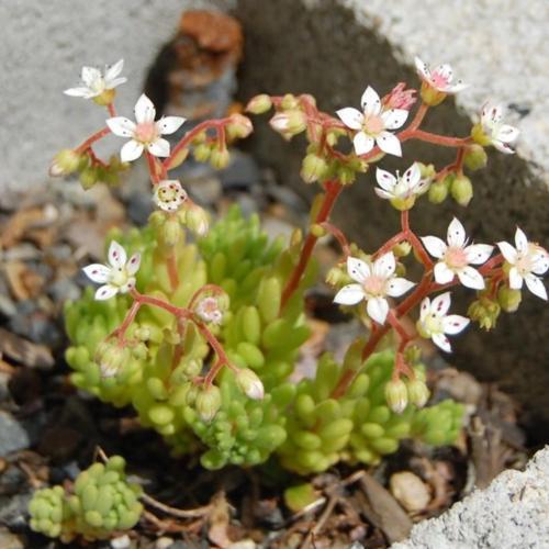 Hairy Sedum (Sedum hirsutum) in the Sedums Database - Garden.org