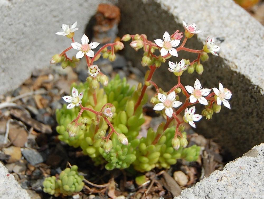 Sedums: Plant Care and Collection of Varieties - Garden.org