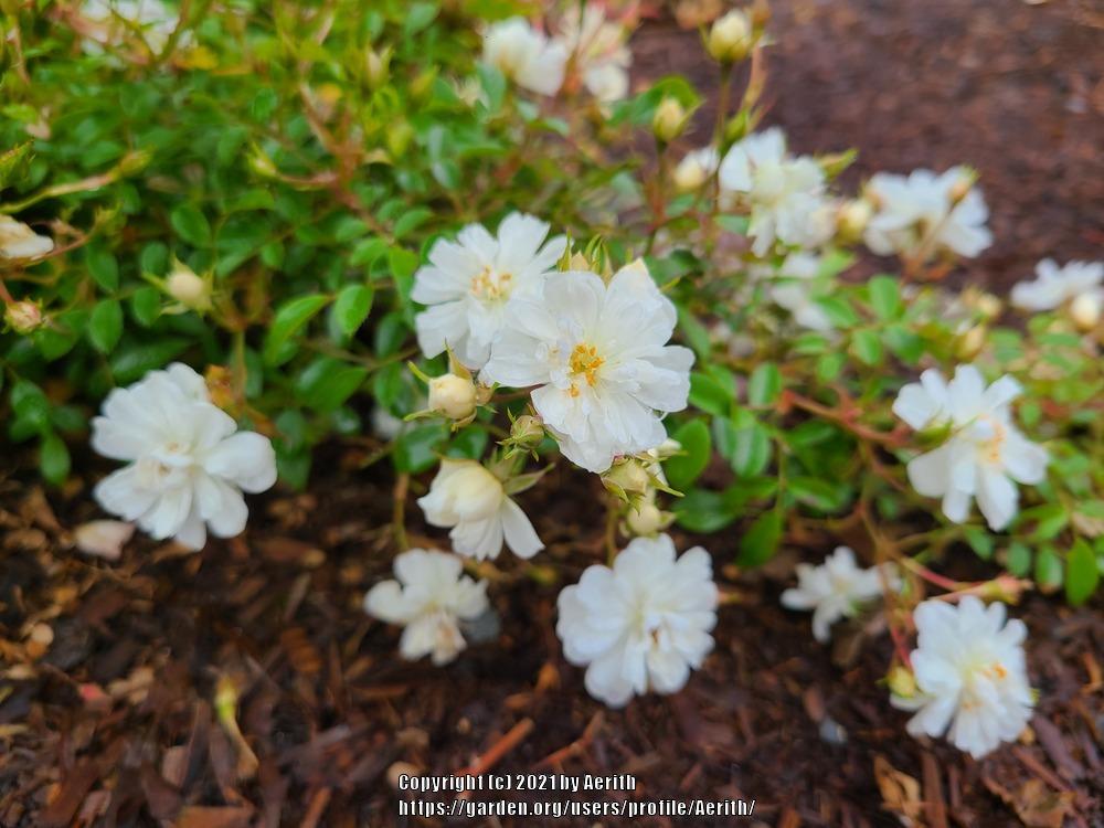 Rose (Rosa 'Arctic Sunrise') in the Roses Database - Garden.org