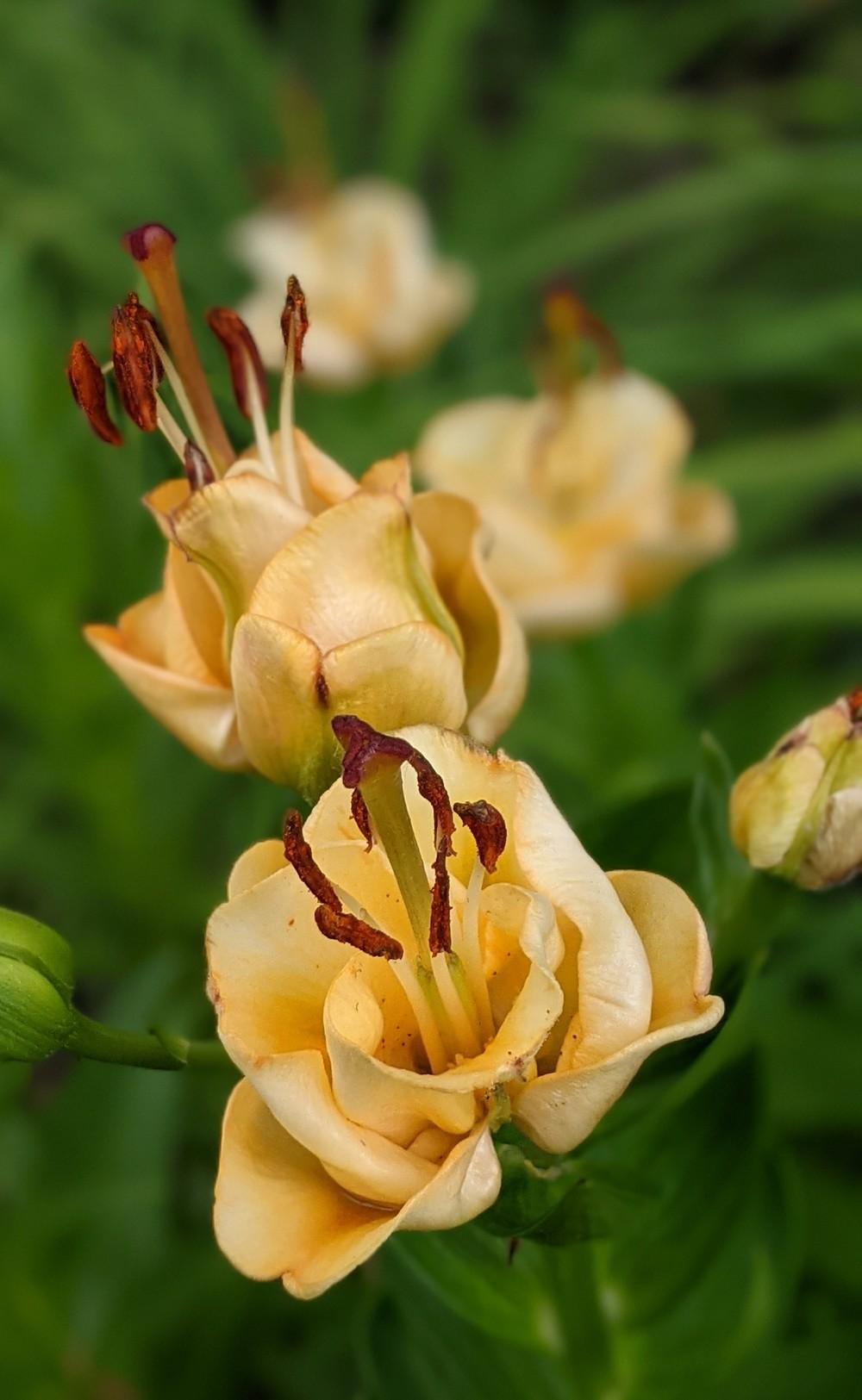 Photo of the bloom of Lily (Lilium 'Apricot Fudge') posted by Artsee1 ...