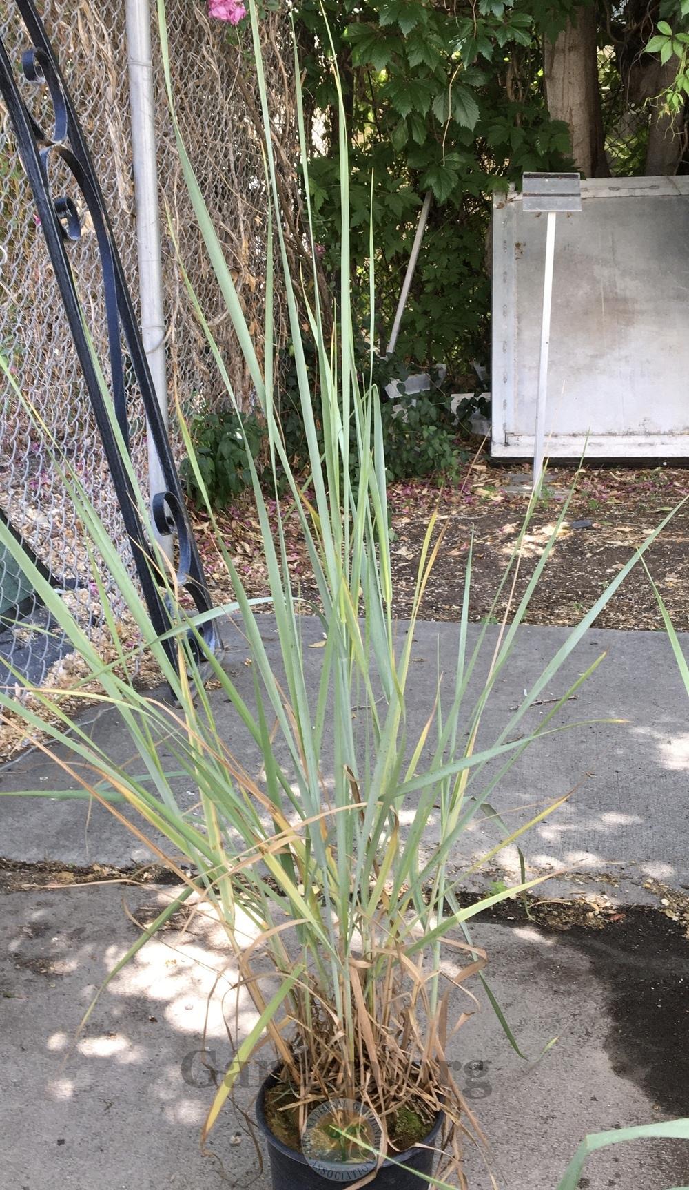 Blue Wildrye (Elymus glaucus 'Blue Basin') - Garden.org