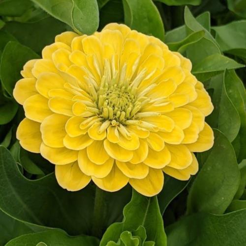Zinnia (Zinnia elegans Zesty™ Yellow) - Garden.org