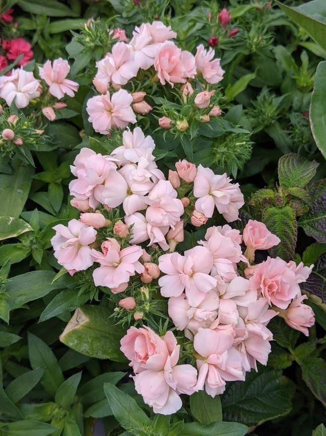 Annual Phlox (Phlox drummondii 'Promise Pink') in the Phloxes Database ...