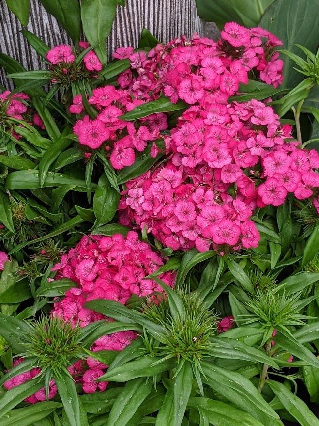 Dianthus (Dianthus barbatus Diabunda™ Rose) in the Dianthus Database ...