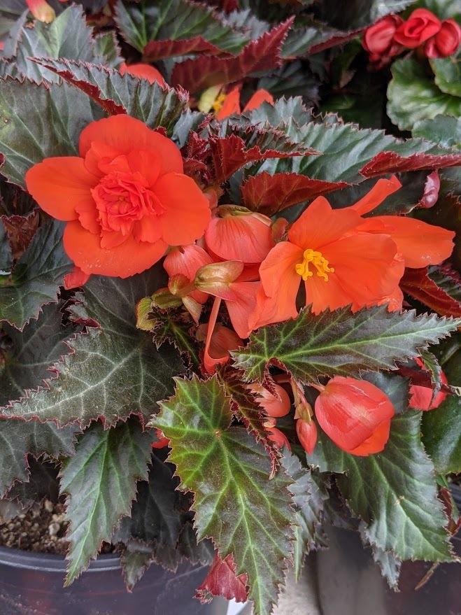 Begonia Unstoppable Upright® Fire in the Begonias Database - Garden.org