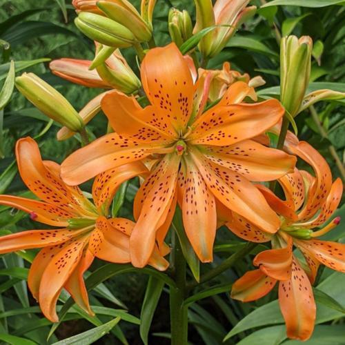 Lily (Lilium 'Must See') in the Lilies Database - Garden.org