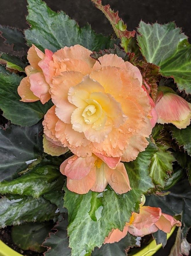 Begonia (Begonia x hybrida I'Conia® Portofino Sunrise) in the Begonias ...
