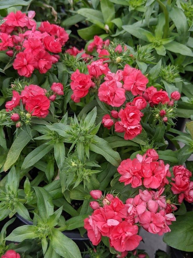Photo of the entire plant of Annual Phlox (Phlox drummondii 'Promise ...