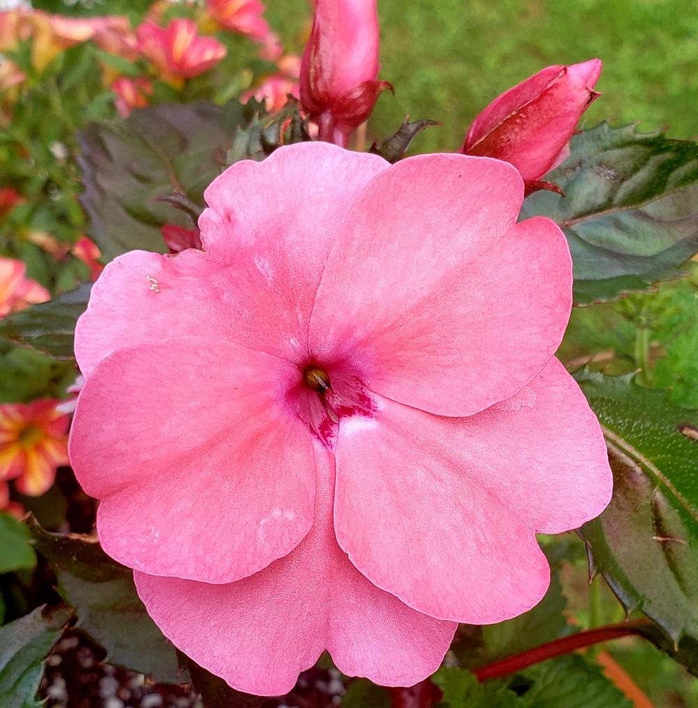 Impatiens SunPatiens® Compact Coral Pink - Garden.org