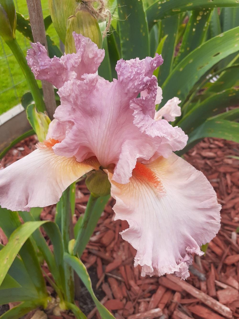 Tall Bearded Iris (Iris 'First Reunion') in the Irises Database ...