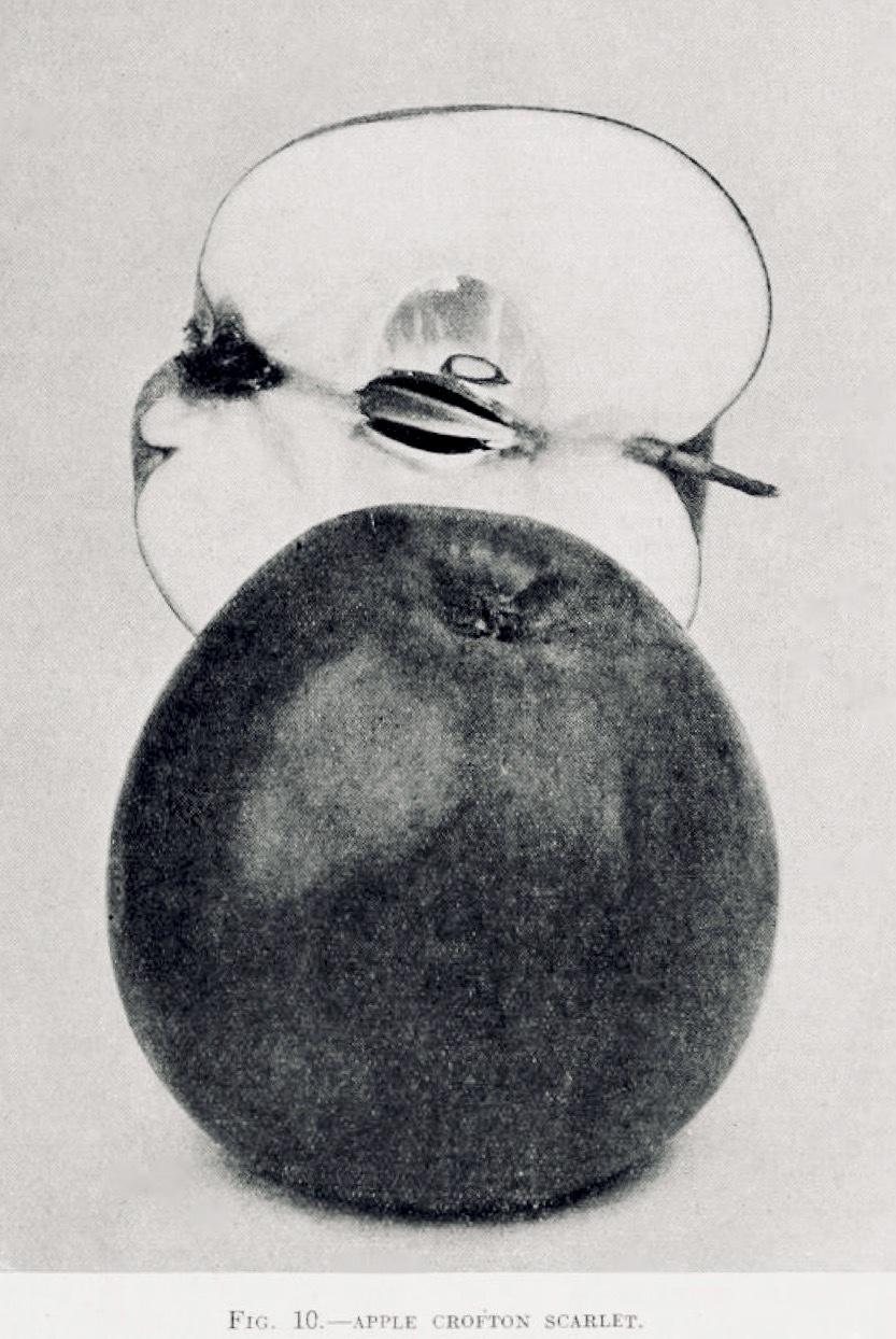 Apple (Malus domestica 'Scarlet Crofton') in the Apples Database ...