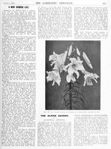 Intriguing Historical Lily - What is it? in the Lilies forum - Garden.org