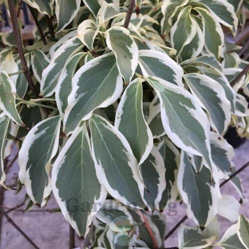 Chinese Dogwood (Cornus kousa subsp. chinensis Samaritan®) in the ...