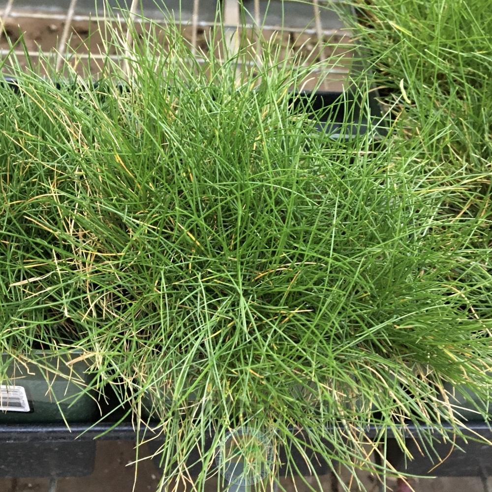 Bearskin Fescue (Festuca gautieri) - Garden.org
