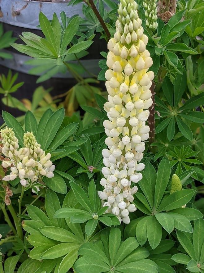 Dwarf Lupine (Lupinus 'Gallery Yellow') - Garden.org