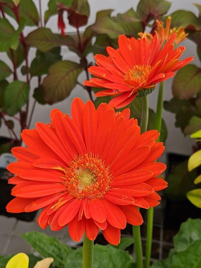 Gerbera Daisy (Gerbera Garvinea® Sweet Glow) - Garden.org