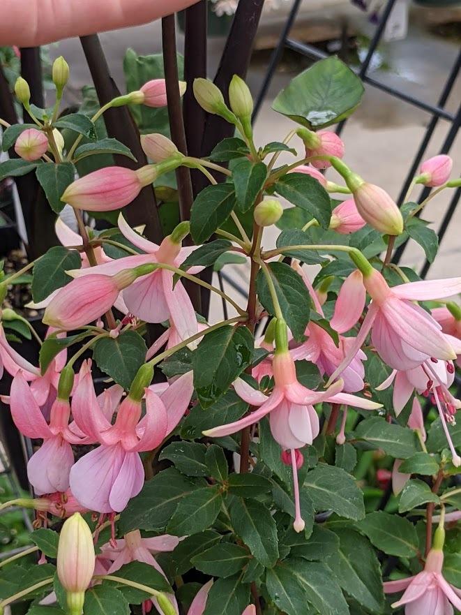 Photo of the entire plant of Fuchsia Shadow Dancer® Rosella posted by Joy - Garden.org