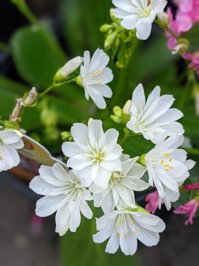 Siskiyou Bitterroot (Lewisia cotyledon 'Elise White') - Garden.org