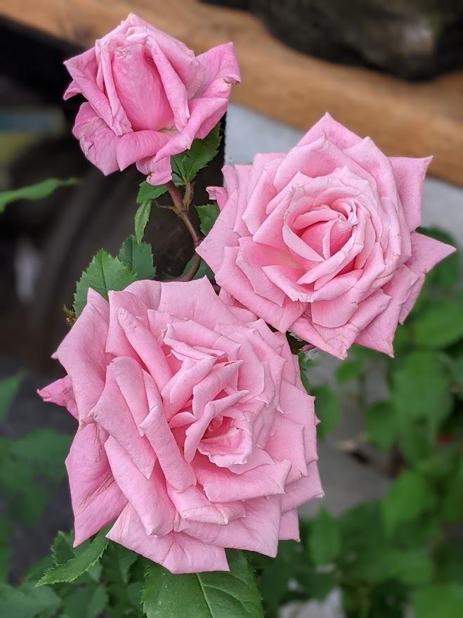 Photo of the bloom of Rose (Rosa 'Royal Kate') posted by Joy - Garden.org