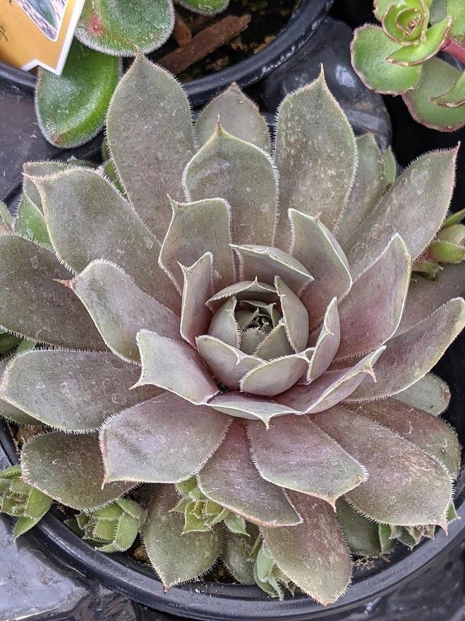 Photo of the leaves of Hen and Chicks (Sempervivum 'Silverine') posted ...