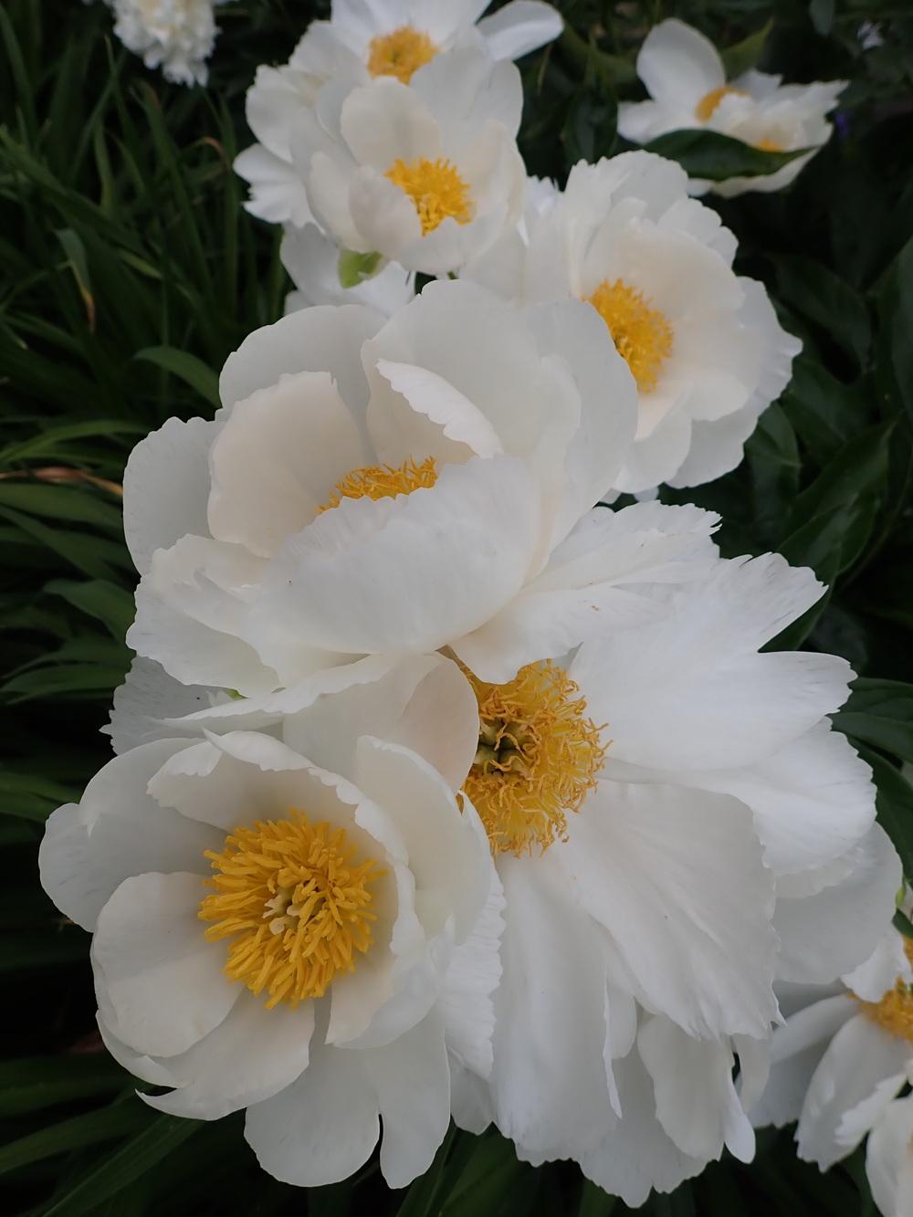 Peony (Paeonia 'Pico') in the Peonies Database - Garden.org