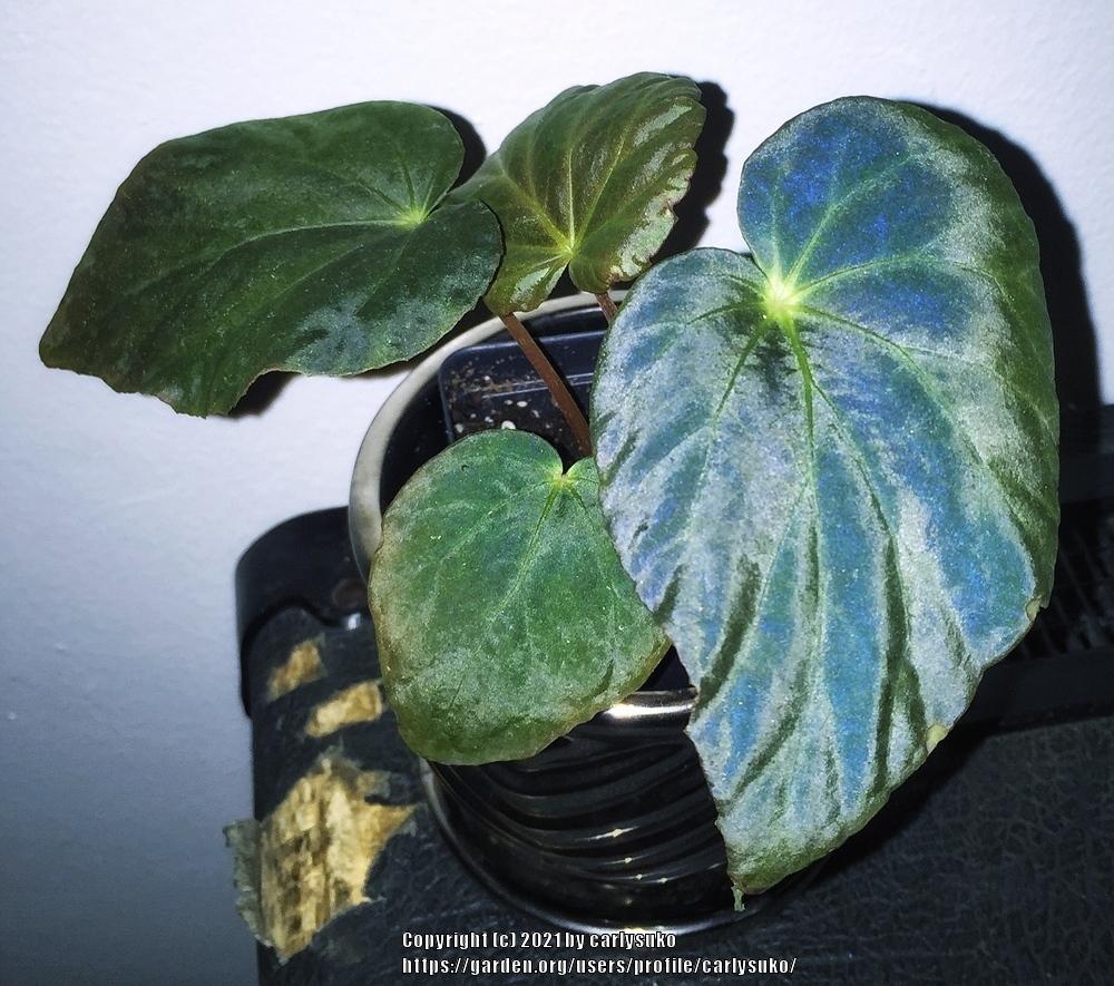 Peacock Begonia (Begonia pavonina) in the Begonias Database - Garden.org
