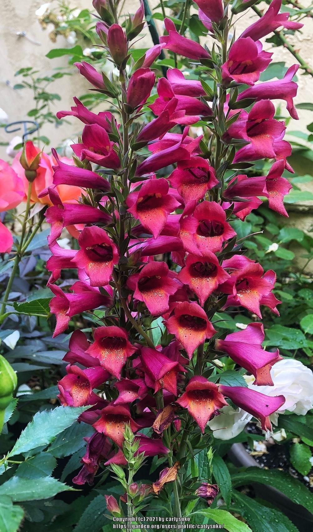 Foxglove (Digitalis Digiplexis® Illumination Raspberry) in the ...