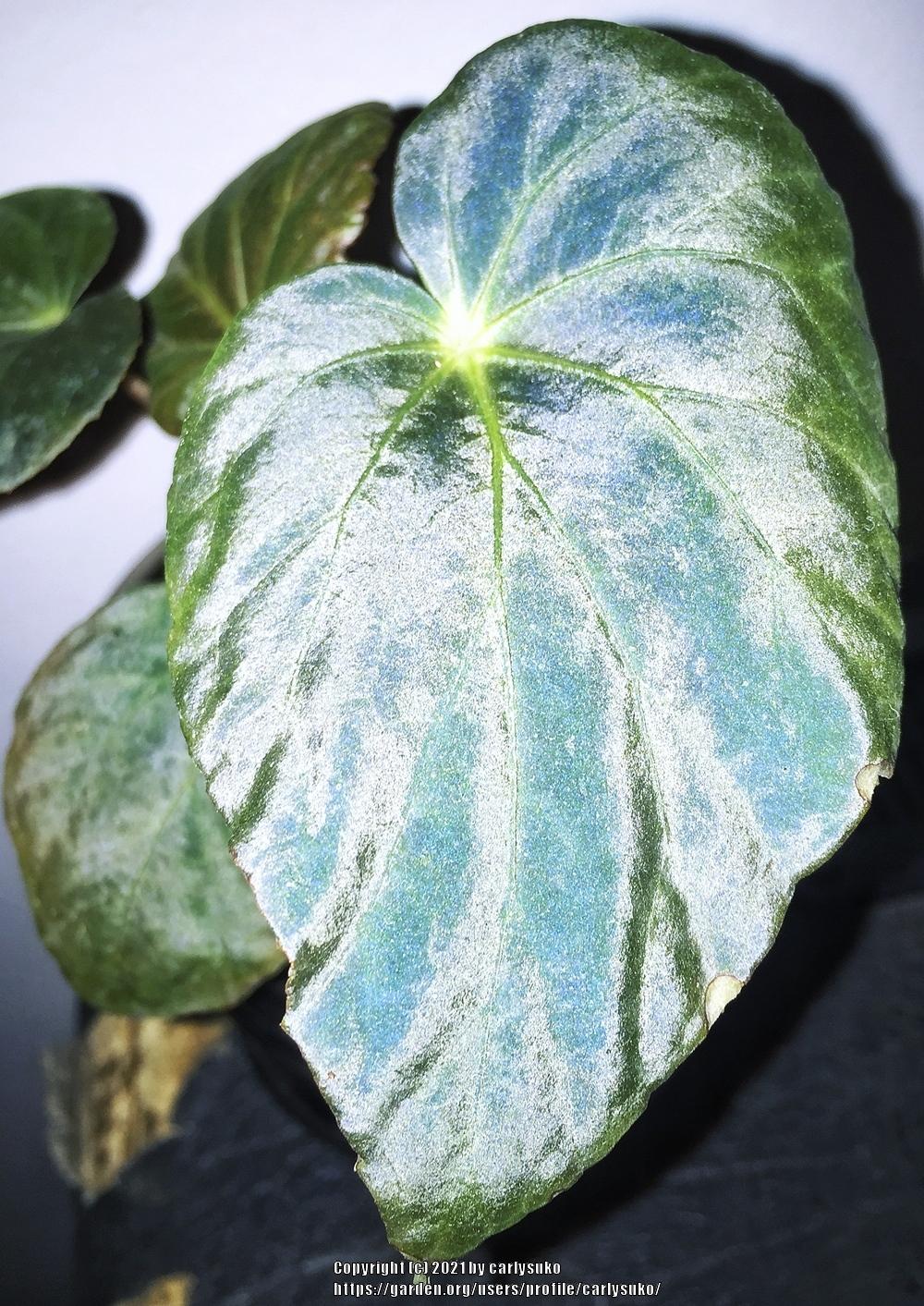 Peacock Begonia (Begonia pavonina) in the Begonias Database - Garden.org