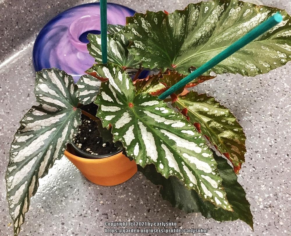 Cane Begonia (Begonia 'Down Home') in the Begonias Database - Garden.org