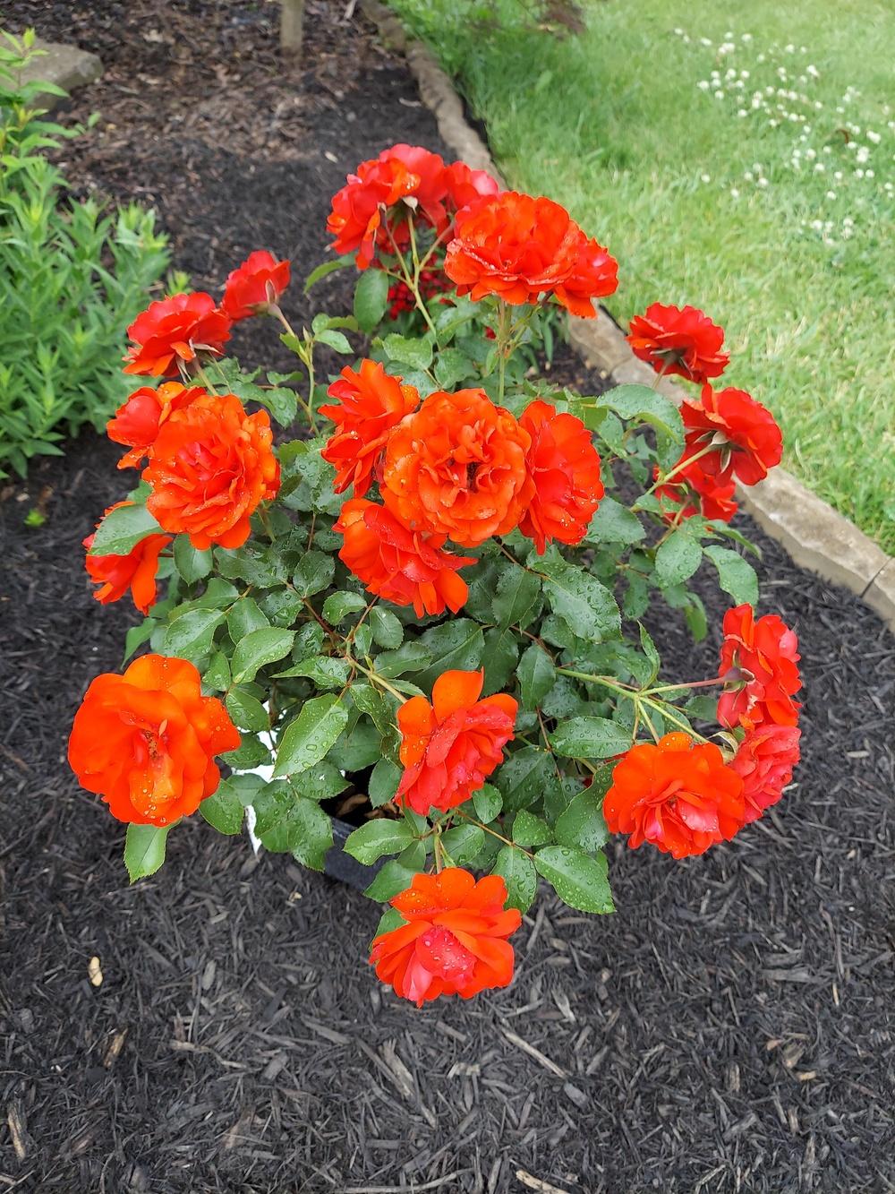 Look at this Trumpeter Rose - any experience with this? in the Roses ...