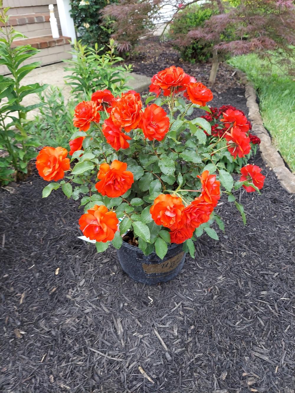 Look at this Trumpeter Rose - any experience with this? in the Roses ...