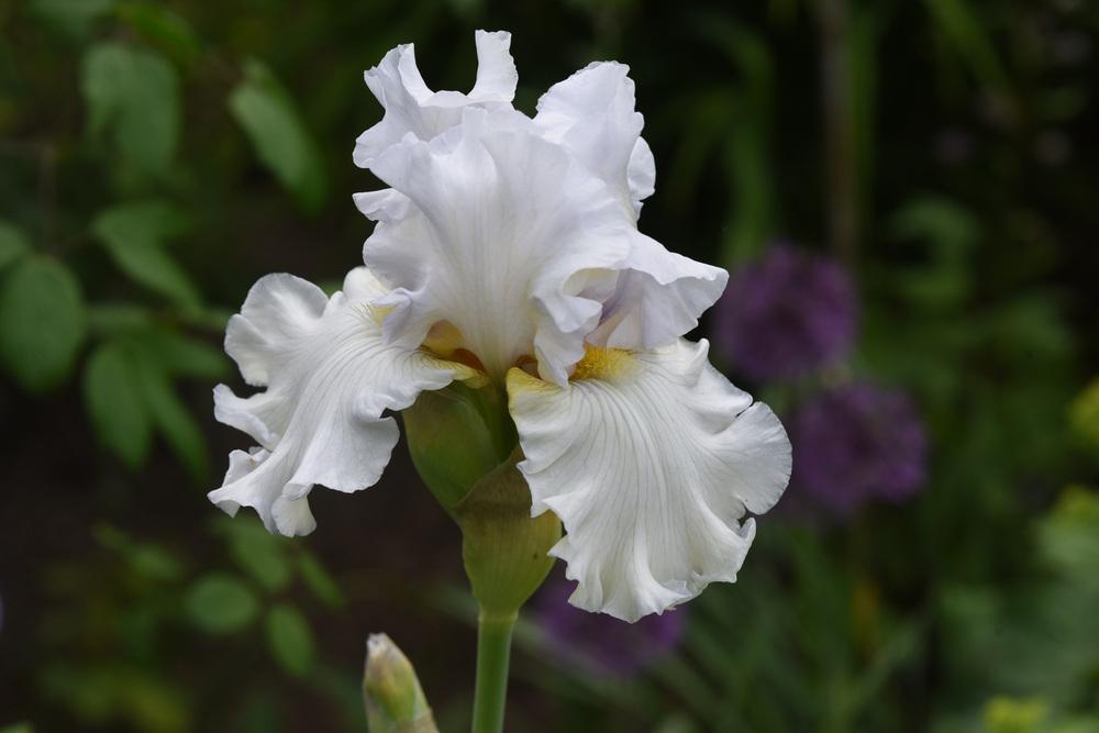 Tall Bearded Iris (Iris 'Siberian Silence') in the Irises Database ...