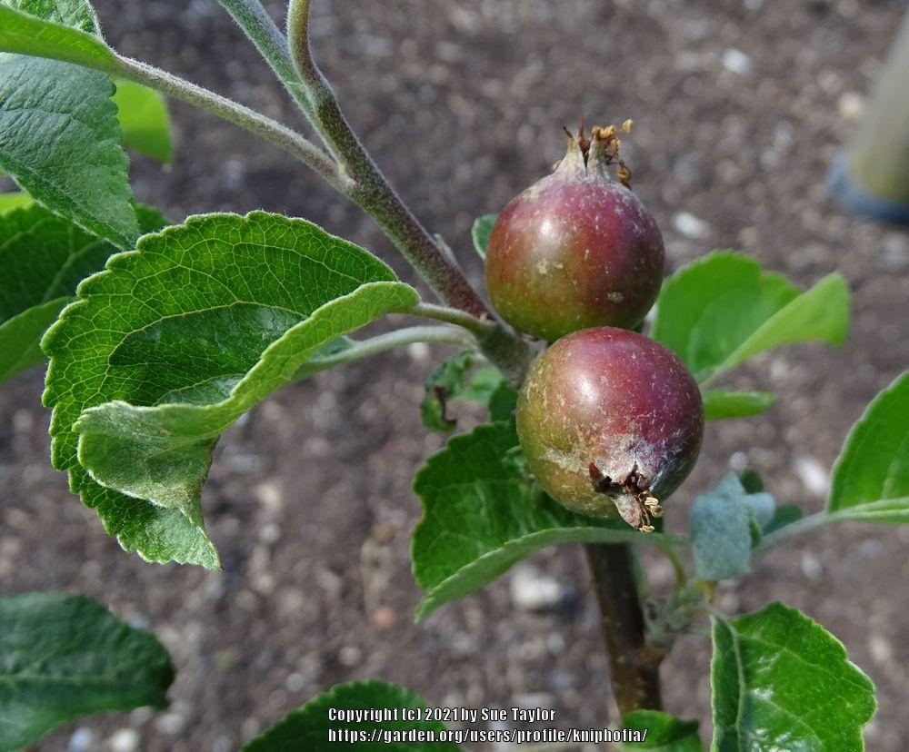 Apple (Malus domestica Rosette®) in the Apples Database - Garden.org
