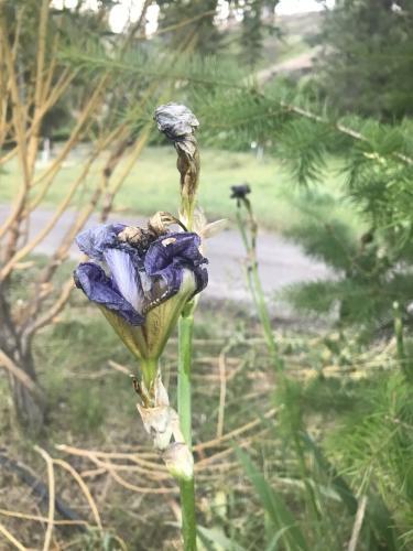 Iris flowers rotting in the Irises forum - Garden.org