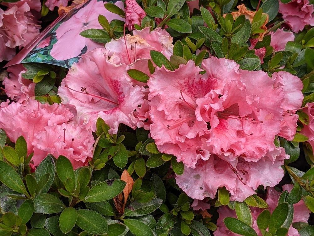 Photo of the bloom of Azalea (Rhododendron 'Gumpo Pink') posted by Joy ...