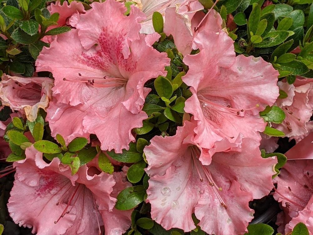 Photo of the bloom of Azalea (Rhododendron 'Gumpo Pink') posted by Joy ...