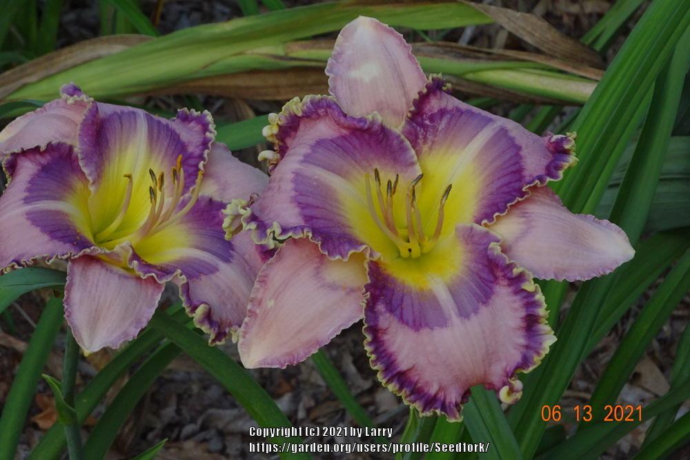 Daylily (Hemerocallis 'When Stars Align') in the Daylilies Database - Garden.org