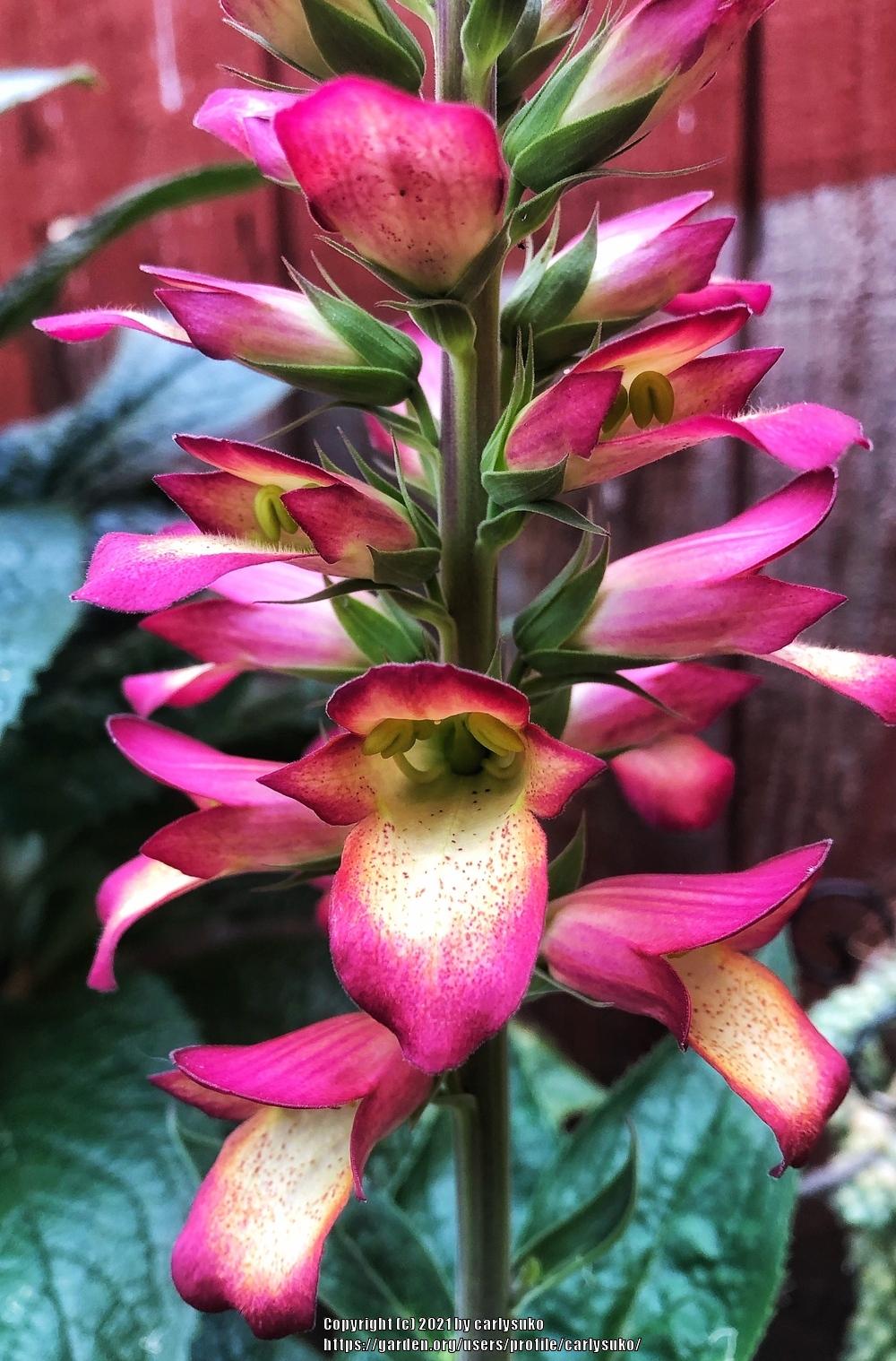 Photo of the stamens, filaments and pistils of Foxglove (Digitalis ...