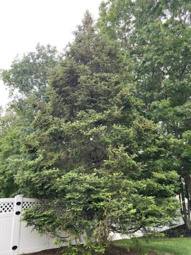 Douglas Fir Dropping Needles question in the Trees and Shrubs forum ...