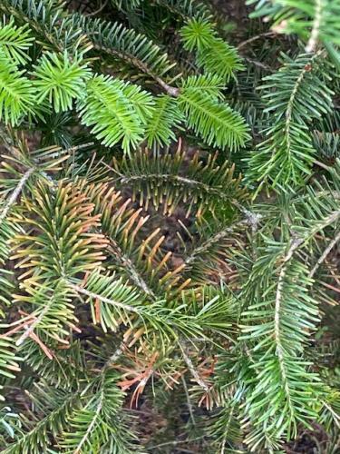Douglas Fir Dropping Needles question in the Trees and Shrubs forum ...
