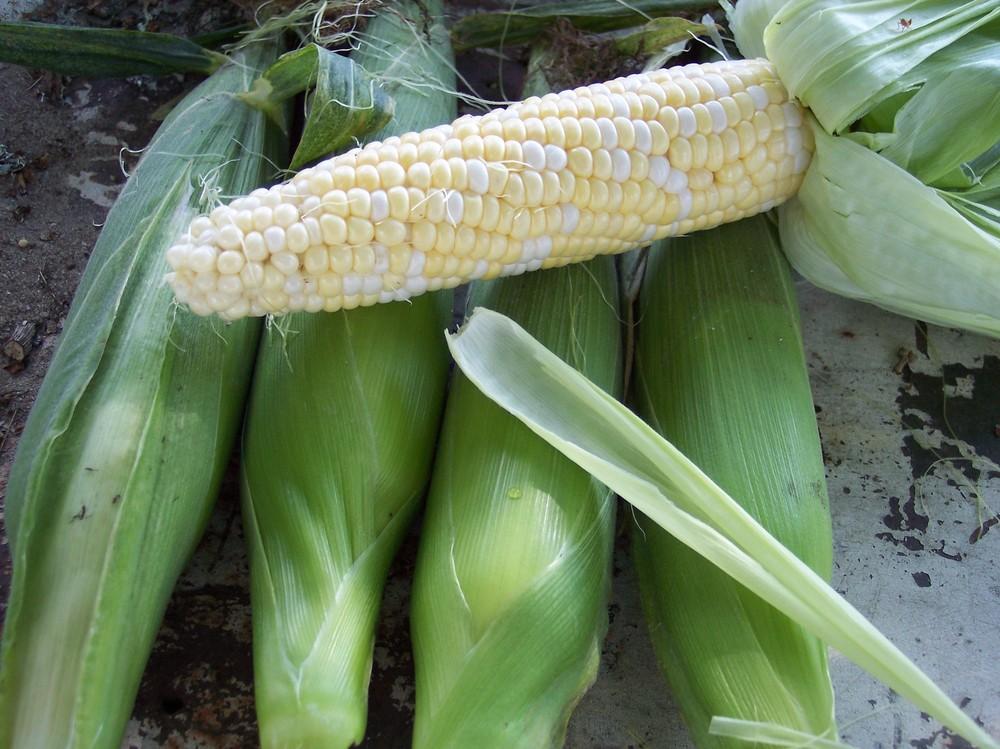 Photo of the seed pods or heads of Triple Sweet Corn (Zea mays 'Alto ...
