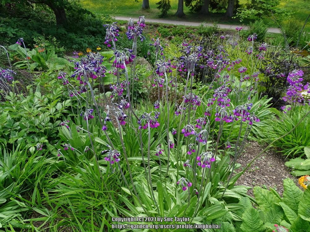 Photo of the entire plant of Primrose (Primula secundiflora) posted by ...