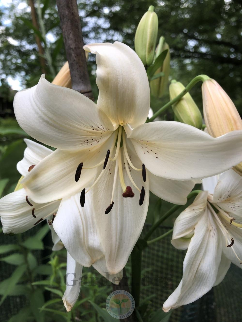 Lily Seedlings 2021 in the Lilies forum - Garden.org
