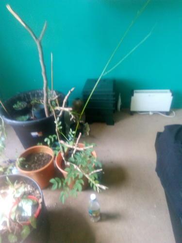 Entada gigas in the Tropicals forum - Garden.org