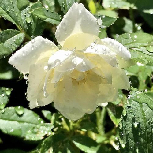 Rose (Rosa 'Kent') in the Roses Database - Garden.org