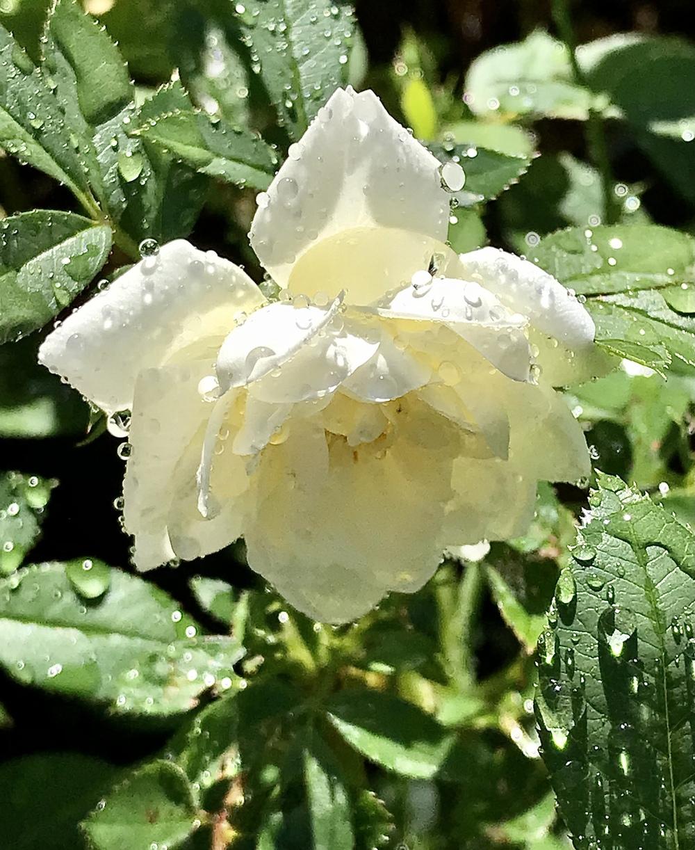 Rose (Rosa 'Kent') in the Roses Database - Garden.org