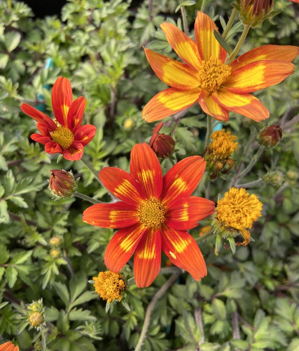 Photo of the bloom of Bidens Beezar™ Funny Honey posted by Calif_Sue ...