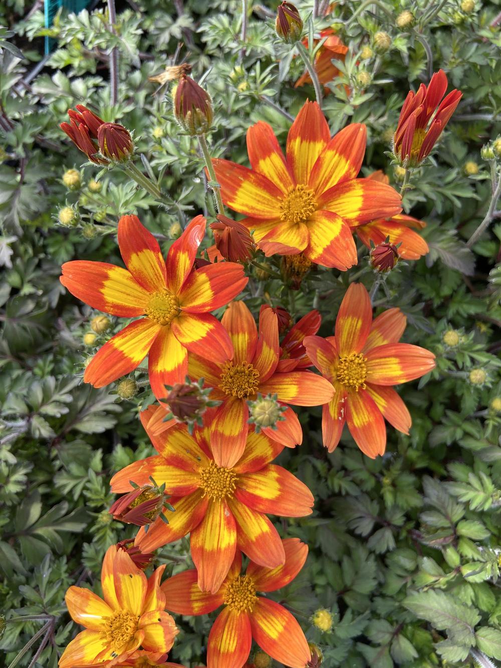 Bidens Beezar™ Funny Honey - Garden.org