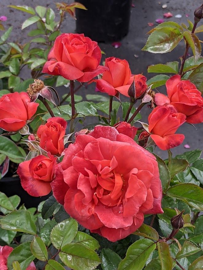 Photo of the entire plant of Rose (Rosa 'Hot Cocoa') posted by Joy ...