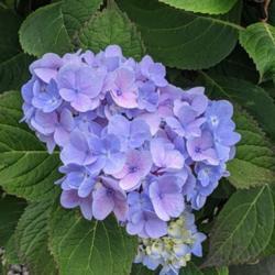 Hydrangea (Hydrangea macrophylla Blue Enchantress®) in the Hydrangeas ...